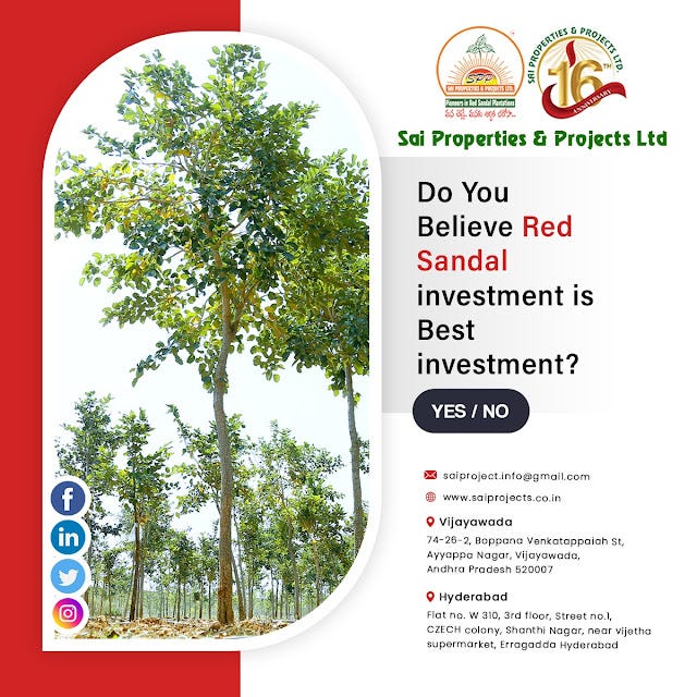 Why Red Sandal is Costly? Is It Good To Invest In Red Sandal? | by sai ...