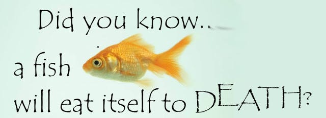 Gluttony. Did you know that a fish will eat… | by Jay Horne ...