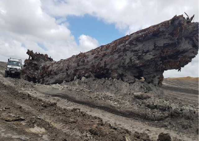 Ancient Tree Contains Record of Earth’s Magnetic Field Reversal in Its ...