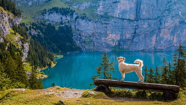 The Most Dog-Friendly Cities To Visit This Summer | by Adam Croman | Medium
