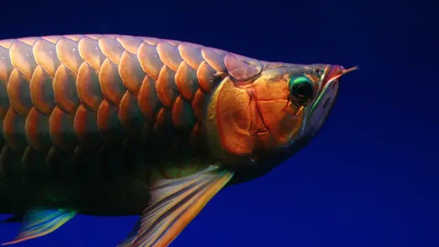 8 Jenis-Jenis Ikan Predator Air Tawar yang Bisa Dipelihara di Akuarium ...
