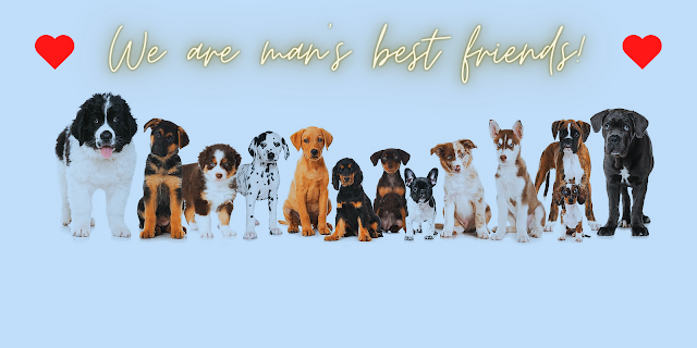 Top 10 Breeds Of Dogs The Most Attached To The Owner | by Neo77 | Medium