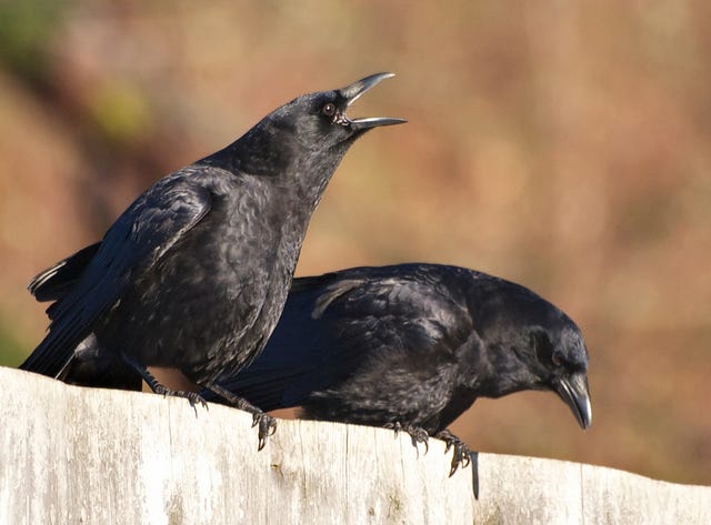 Do Not Mess With A Crow, Because It Won’t Forget | by Alex Balk | The ...