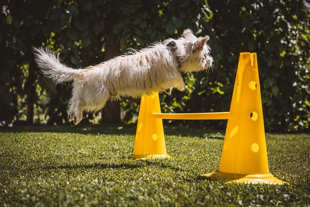 Potty Training a Pomeranian: Step-by-Step | by Canineexpert | Sep, 2024 ...