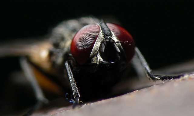 The annoying housefly “bugs” people living in all states, except Alaska ...