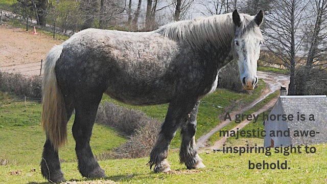 A Grey Horse’s Grace and Strength on Display | by Maria Tariq | Medium