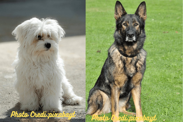 Maltese German Shepherd Mix: Info, Traits & Pictures | by salearning ...