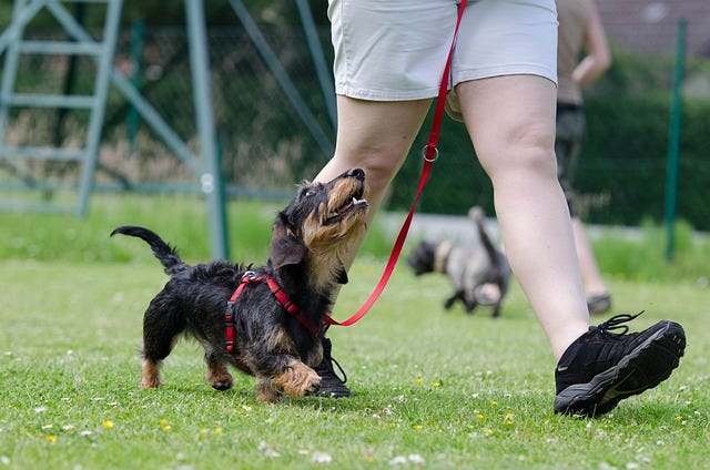 How Smart Dogs Use Their Intelligence to Communicate With Humans | by ...