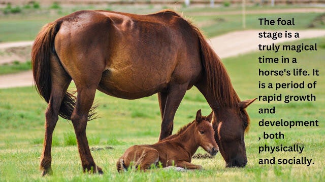 Introducing the Foal: The Cutest and Most Adorable Stage in a Horse’s ...