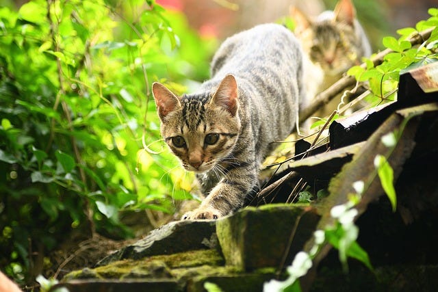The Mystery of Cat Patrols: What are they Looking for? | by Josephine ...