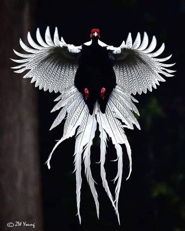 Imperial Pheasant