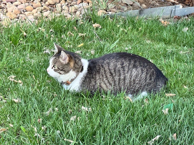 The Neighborhood Bully (for cats) is a Cat | by Sondra Singer - Still ...