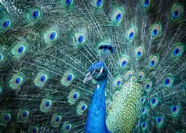 Are Peacocks Dangerous? Peacocks Are Aggressive? | by Urdu FOX | Medium