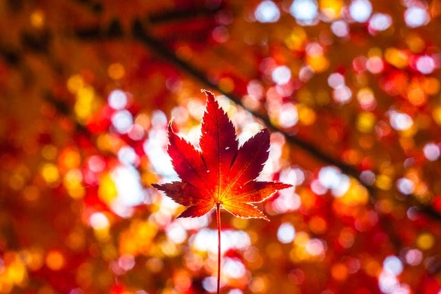 The Lonely Autumn Leaves- A Tanka - Poetry in Form
