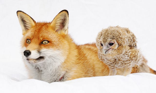 The Tale of the traveling fox. “Pequeno texto que escrevi em homenagem ...