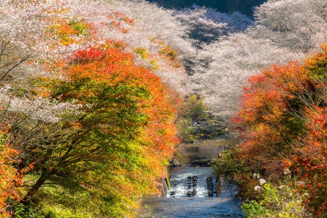 Beautiful Autumn Colors of Gamagori City and Korankei Valley in Aichi ...