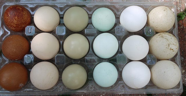 We’re Living in Pandemic Times. What this year’s poultry apocalypse ...