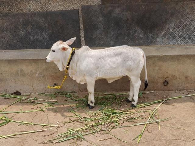 How do Punganur cows contribute to sustainable farming practices? | by ...