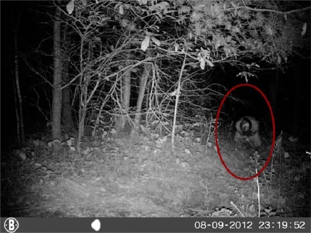 Trail Camera Captures Robed Figure In Forest | by Terry Larch ...