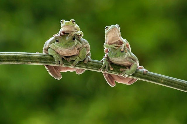 A few well-intentioned frogs. Once a group of well-intentioned frogs ...