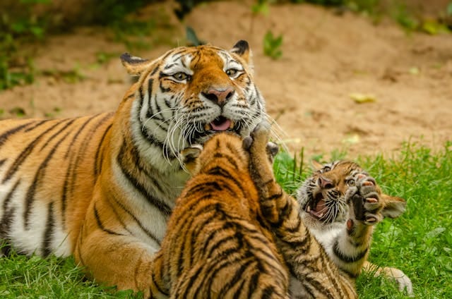 Do Your Child A Favor: Don’t Be A ‘Tiger Parent!’ | by Frances A. Chiu ...