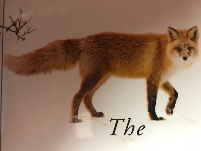 To Look Like A Fox In An Interview, Do This | by Jay Krasnow ...