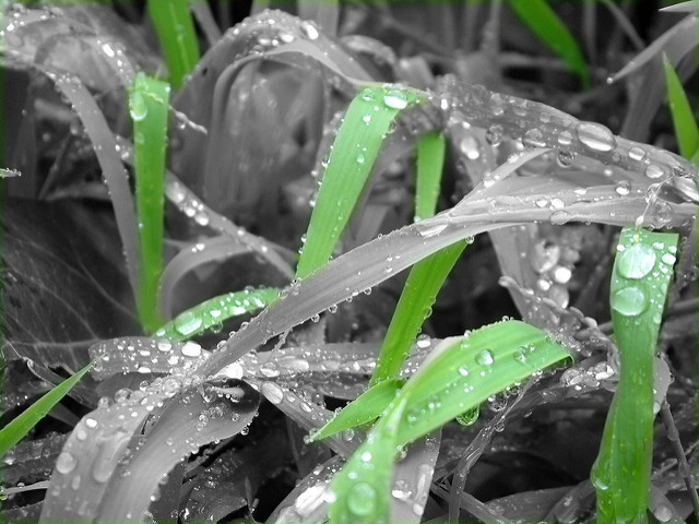 Like Rain On Grass. I love you like the rain loves a dry… | by David ...