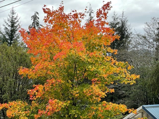 Living Alaska — The Colors of Fall — Changing Seasons | by ...