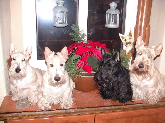 Choosing the Perfect Scottish Terrier Color for Your Family—Wheaten ...