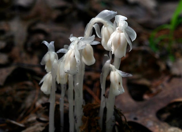 The Oregon Forest’s Amazing Medicines: Ghost Pipe | by Margaret Mills ...