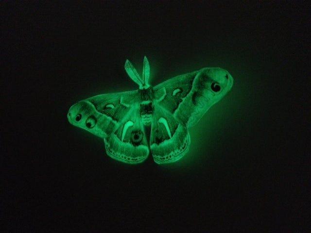 Green Glowing Eyes In The Dark