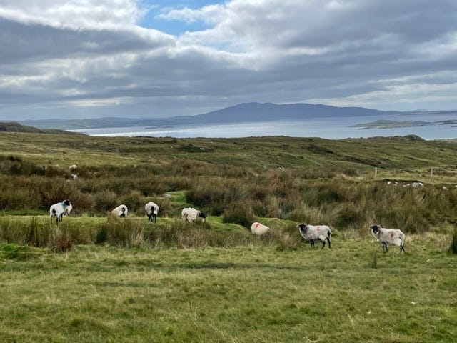 The Sheep of the Irish Countryside | by Carol Labuzzetta, MS ...