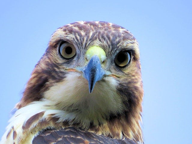 The Unexpected Benefits of Hawks. As your new neighbors. | by Margie ...