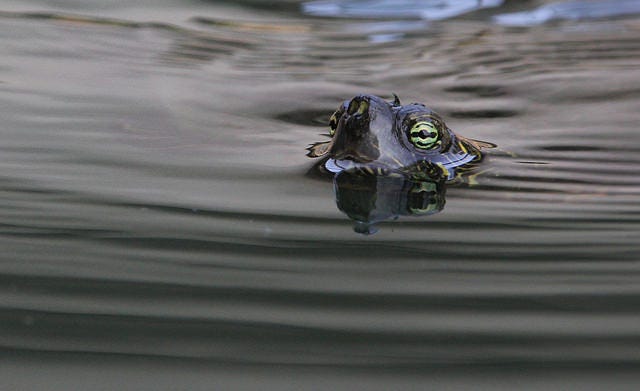 The Turtles on Campus. A menagerie has materialized at… | by Aaron ...