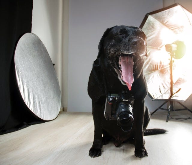 What Is the Best Photo Management Software for 2020? | by Dan Devoe ...