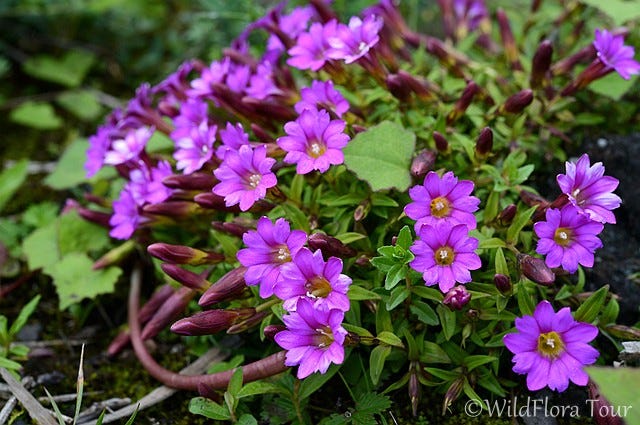4 Breathtaking Wildflower Tours You Can Choose during Your Visit to ...