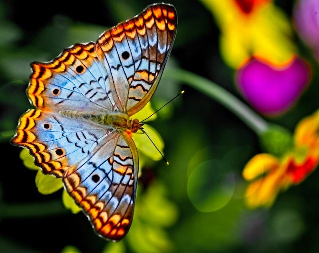 Choosing Between the Butterfly and the Bee | by Jill Ebstein | MIDFORM ...