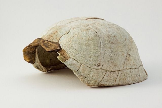 My Fragile Shell. ‘if I can’t protect myself from this… | by nupus | Medium