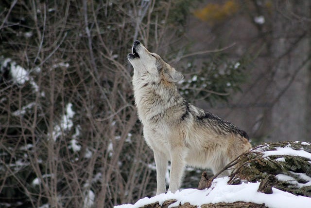 Amazing Animals That Howl (With Pictures) | by Urdu FOX | Medium
