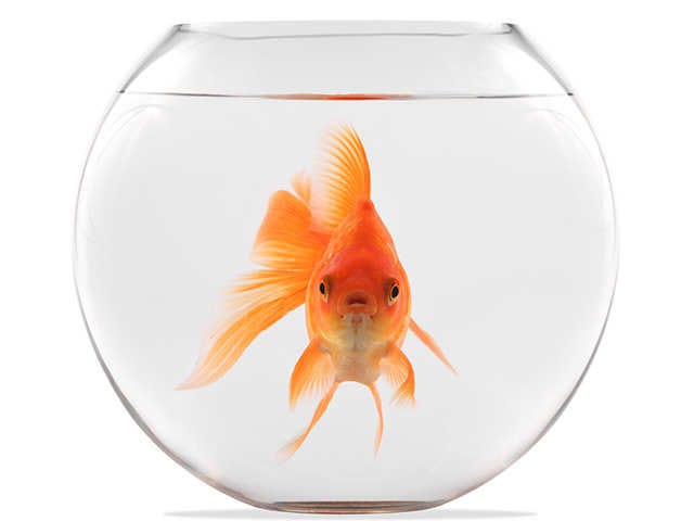 Meme Marketing to Goldfish. By Orissa Patnaik | by Orissa Patnaik | Medium