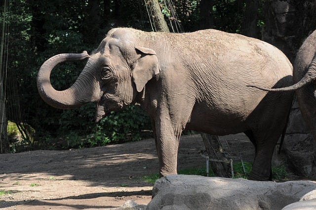 Elephants, Teeth, and the Dravidian Language of the Indus Valley ...