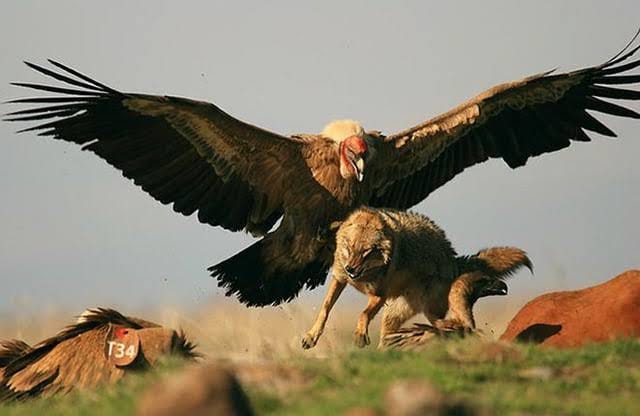 Top 10 Largest Vultures in the World | by Nm | Medium