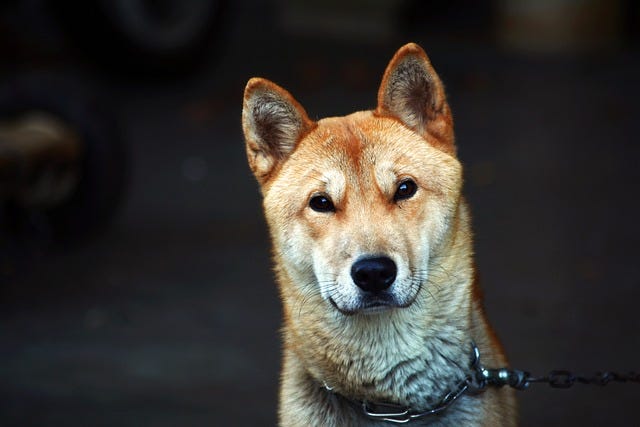 Research Gets Inside the Minds and Emotions of Dogs | by Adam Croman ...