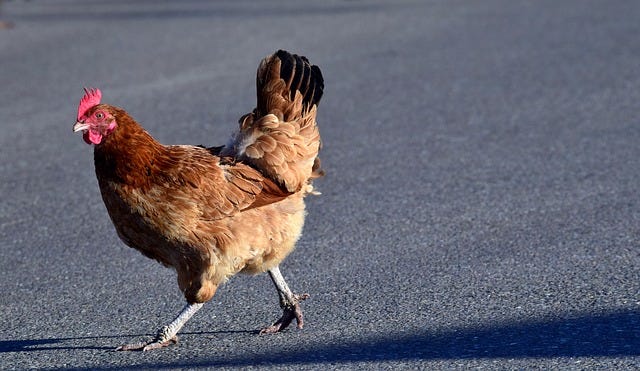 “The Chicken Crossed the Road”: by all your favorite (and least ...