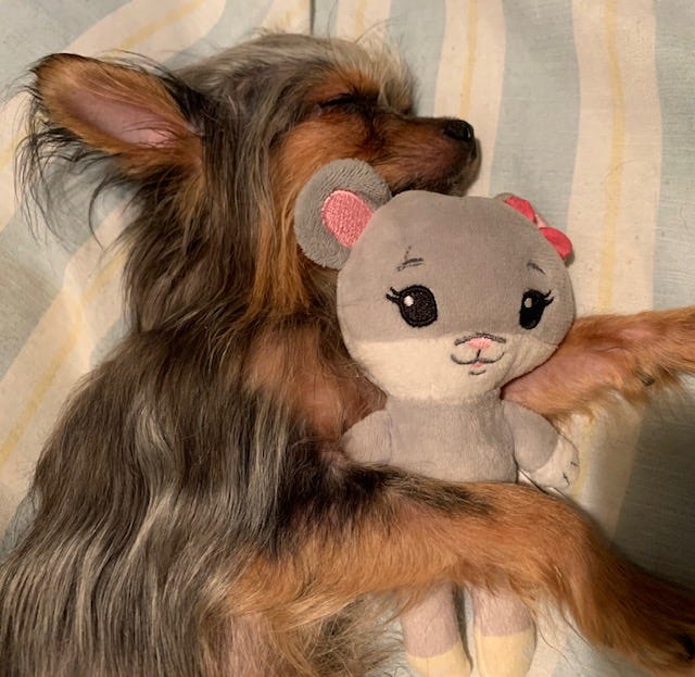 Gus-Tuff-Fur, My Four-Pound Wonderdog! | by BJ Stone | Finn’s World ...