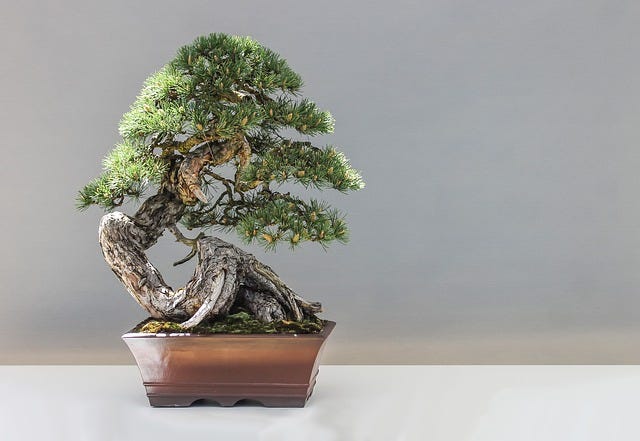 Clean Up Your Language. What bonsai teaches us about writing | by Dale ...