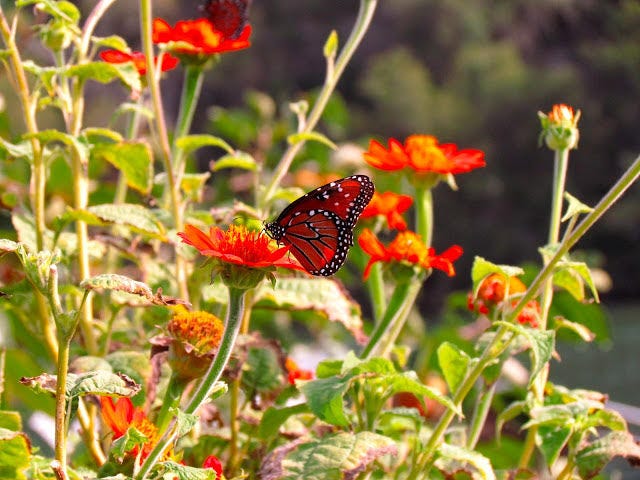 Save the Monarchs: How this Austin Oasis is Making a Difference in the ...