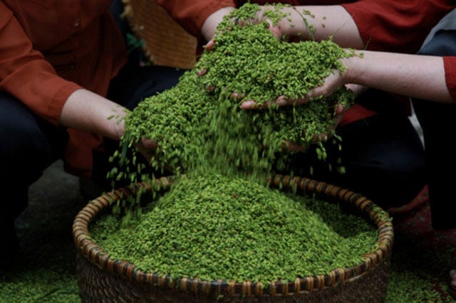 Young rice in Vietnam, do you want to try? | by halongbay reviews | Medium