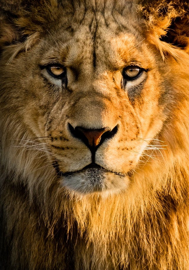 Courage Lion