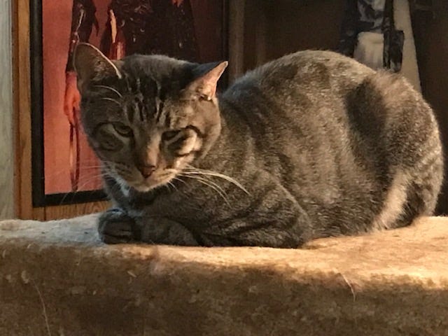 Our ‘Pet’ Feral Cat Living in the House | by Trisha Faye | Catness | Medium